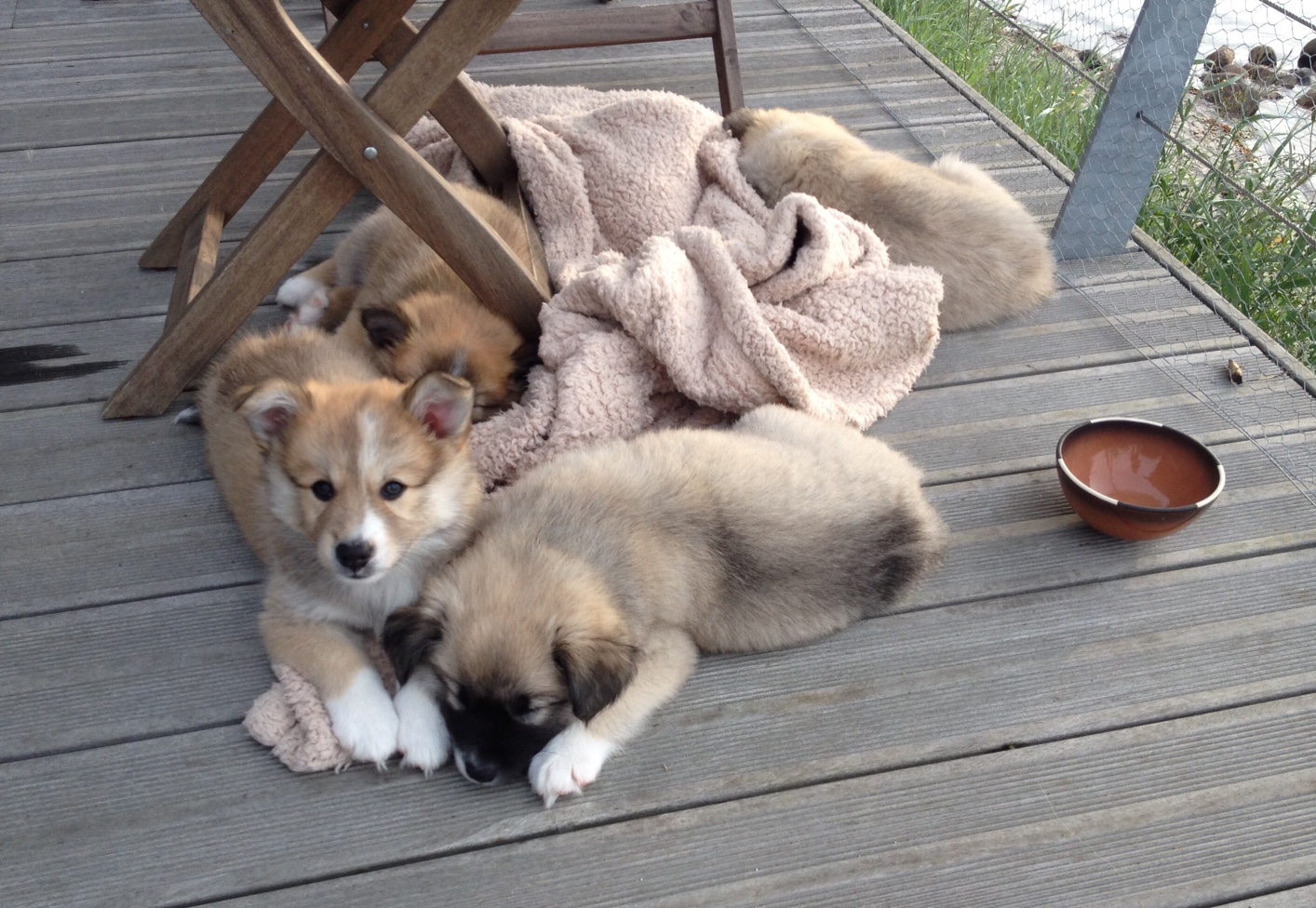 Morgen på terrassen – Kennel Halgrimm